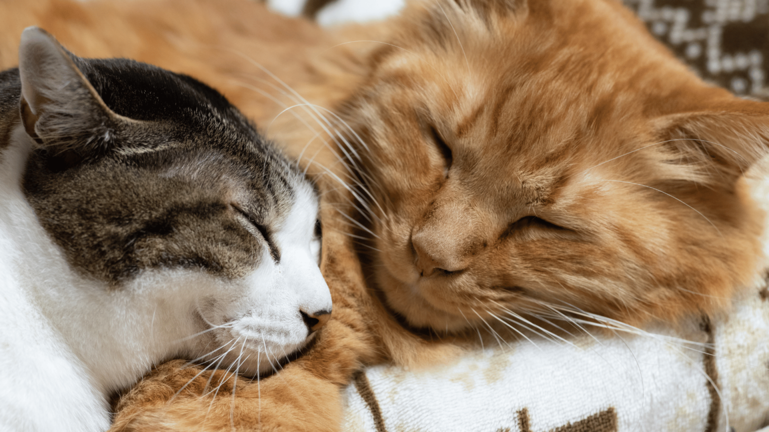 The Best Plan Cat Mating - Furry-Talk